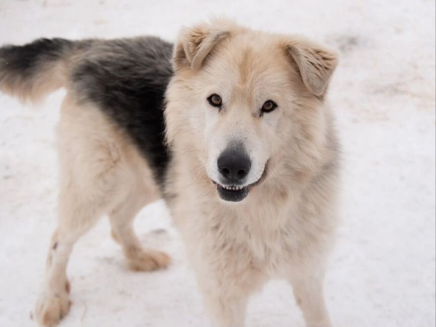 Добряк Барни