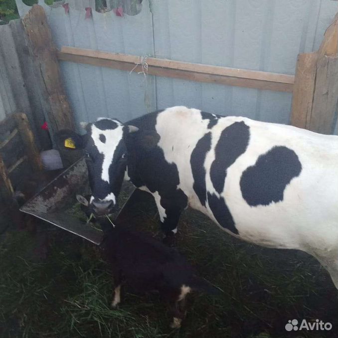 Продам корову