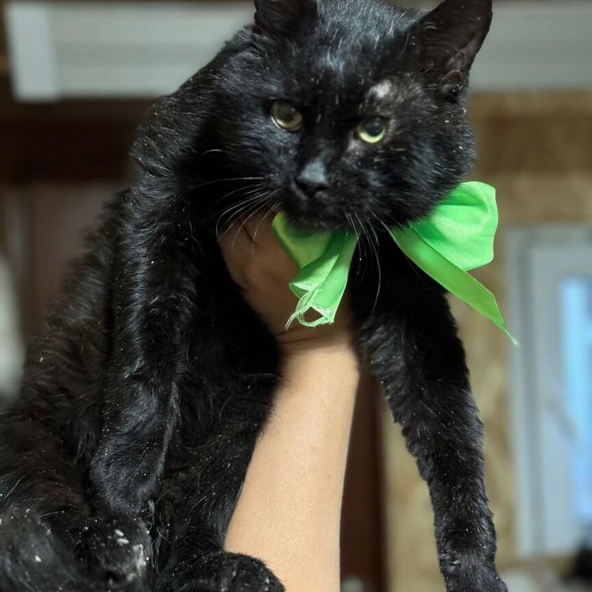 Космический котик Космос из приюта в добрые руки