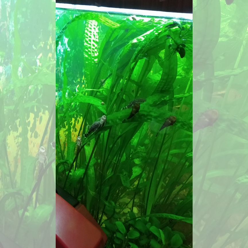 Молодь анциструса