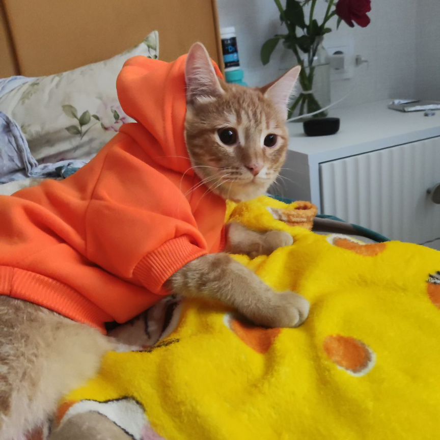 Кофта для кота