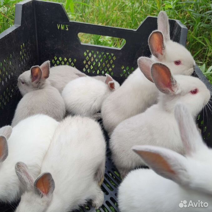 Калифорнийские кролики