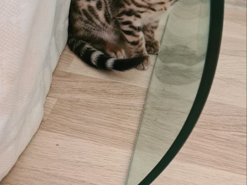 Бенгальские котята
