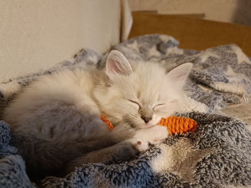 Котенок- мальчик породы Невская маскарадная