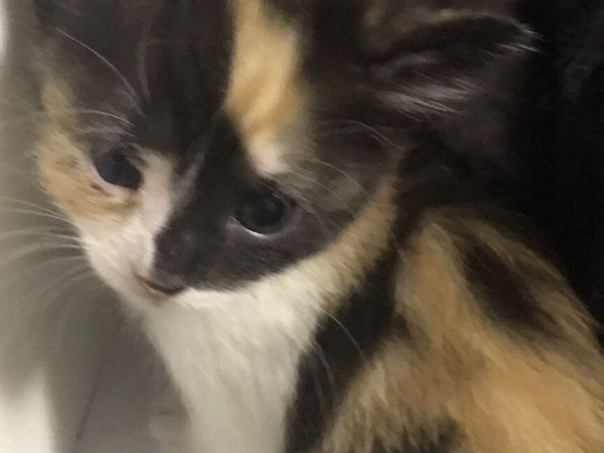 Котята-браши