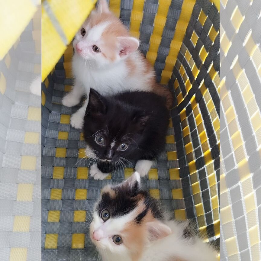 Котята в добрые руки