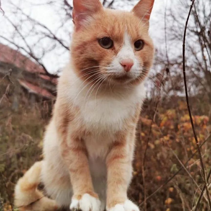 Рыжий котик Хатико замерзнет на дачах