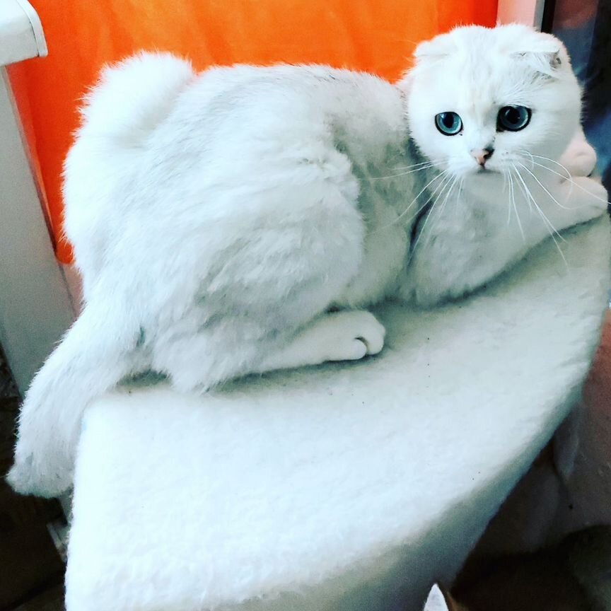 Серебристая шиншилла кошка