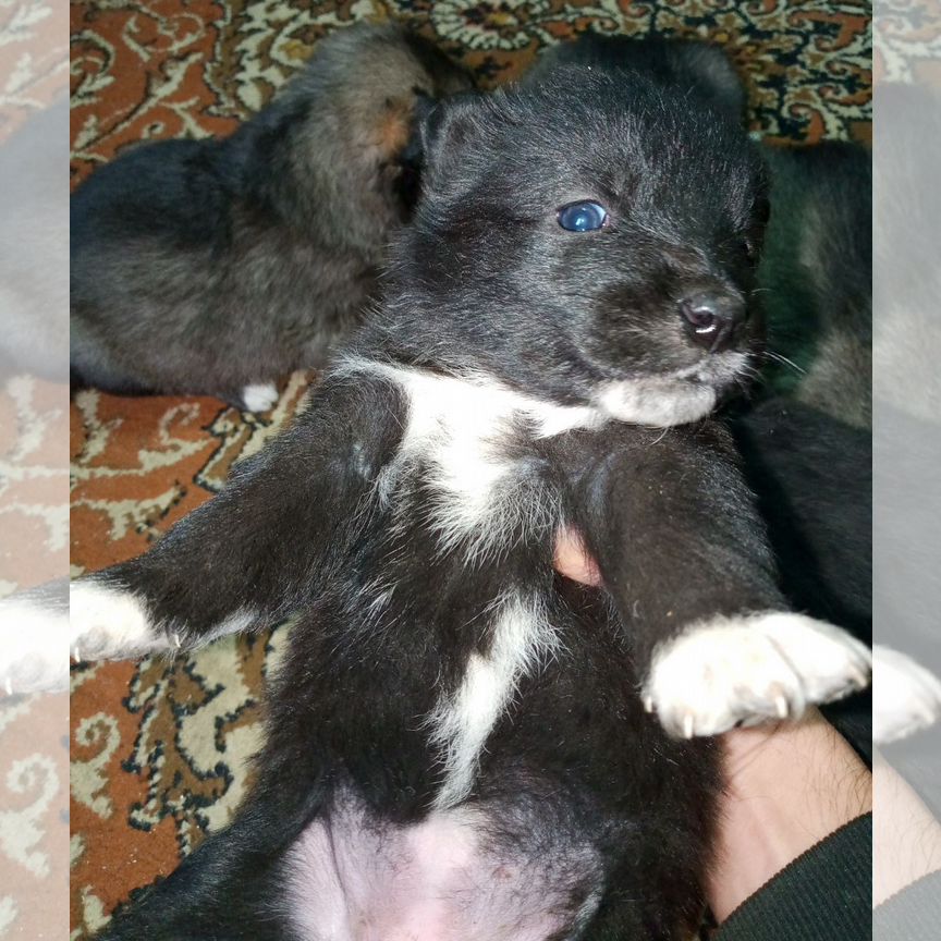 Щенок в добрые руки