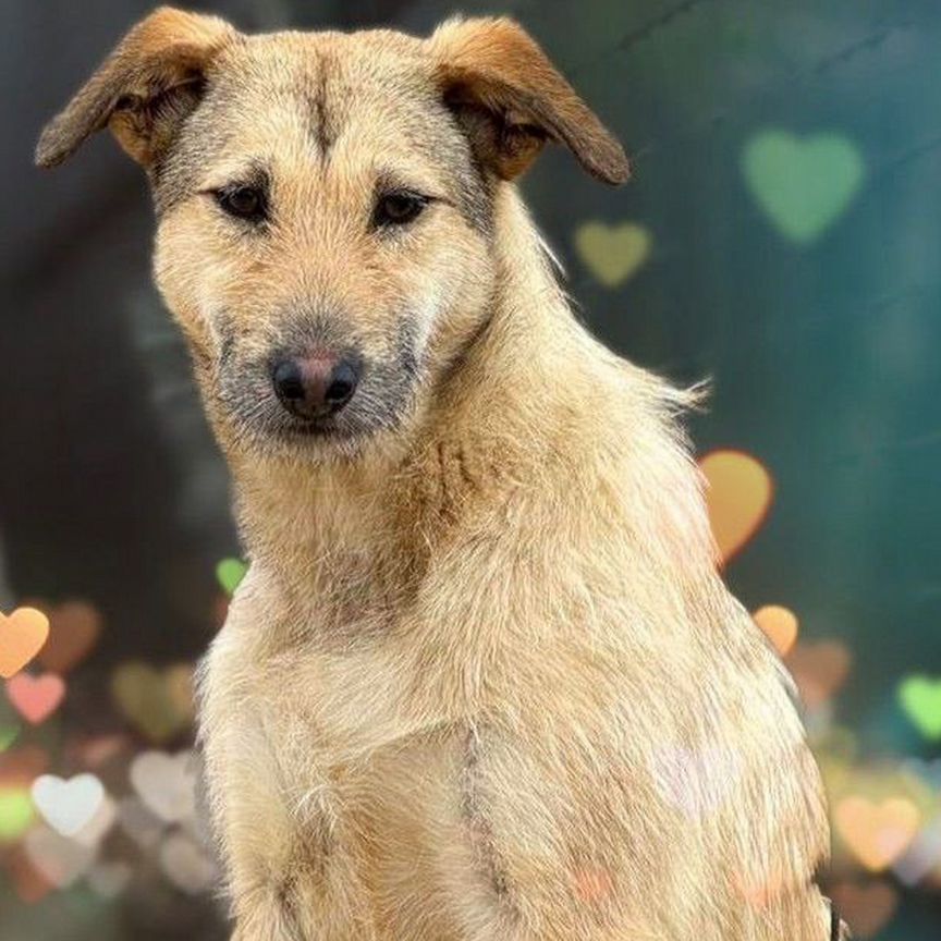 Собака в добрые руки отдам бесплатно