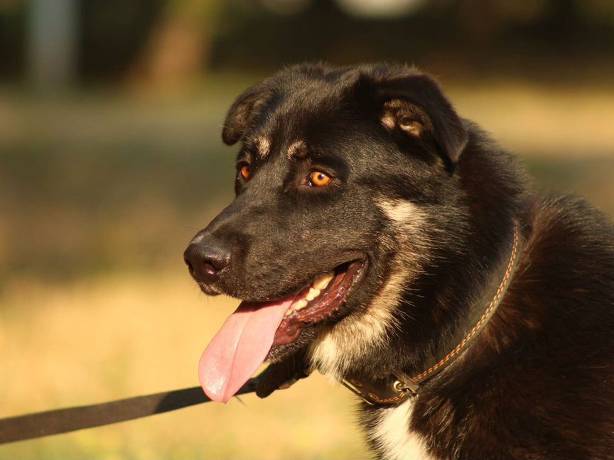Шарлотт в поисках дома