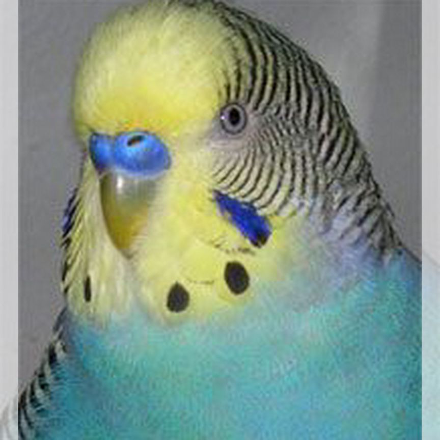 Попугай волнистый