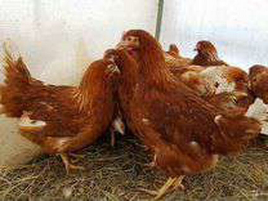 Курицы несушки молодки