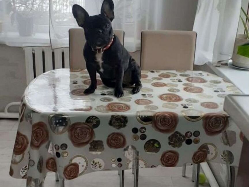 Ищем жениха