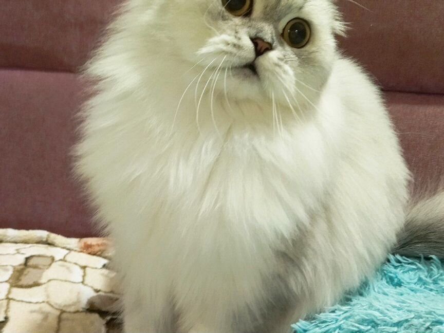 Хайленд фолд кошечкм