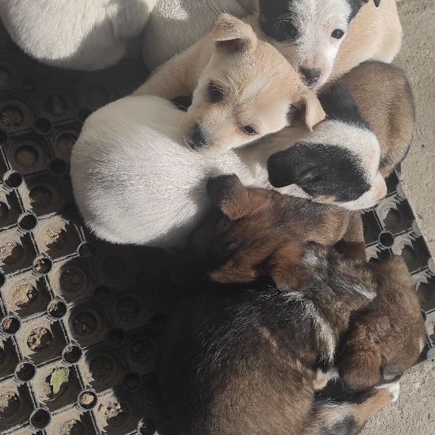 Кутята в добрые руки