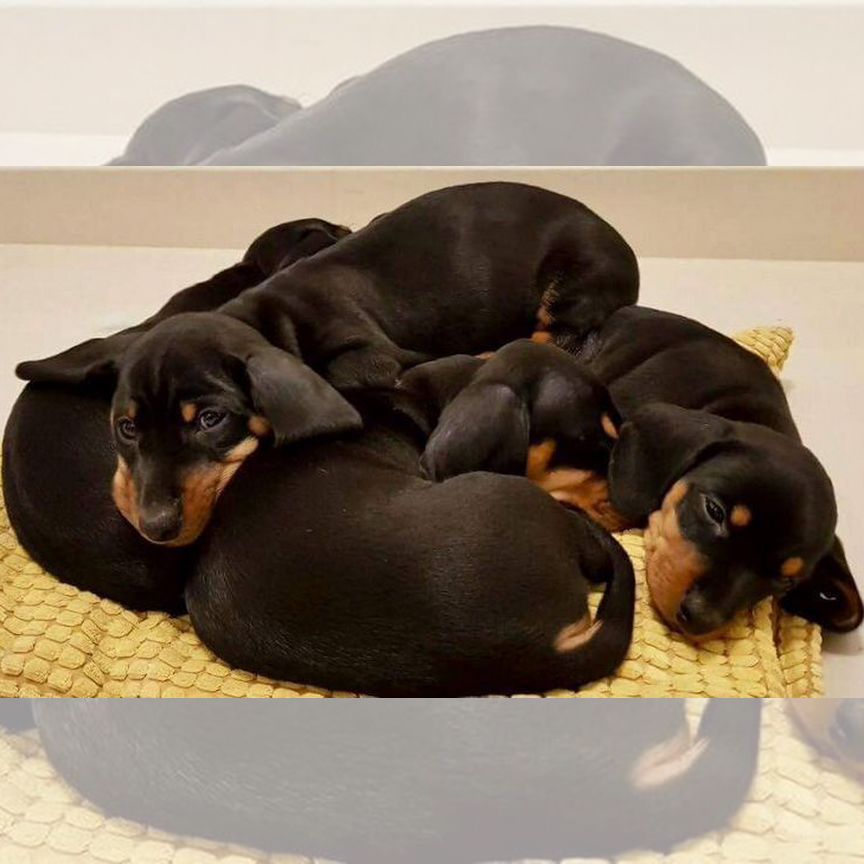 Карликовая такса, щенок