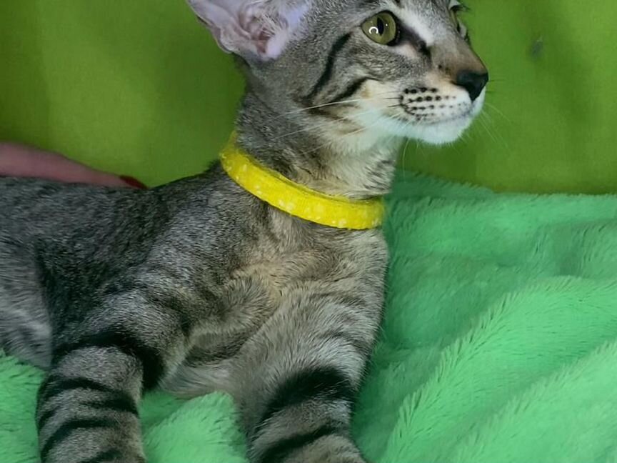 Ориентальные котята