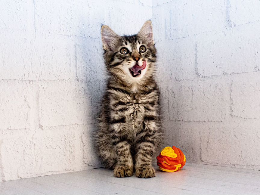 Активный котенок мальчик ищет дом