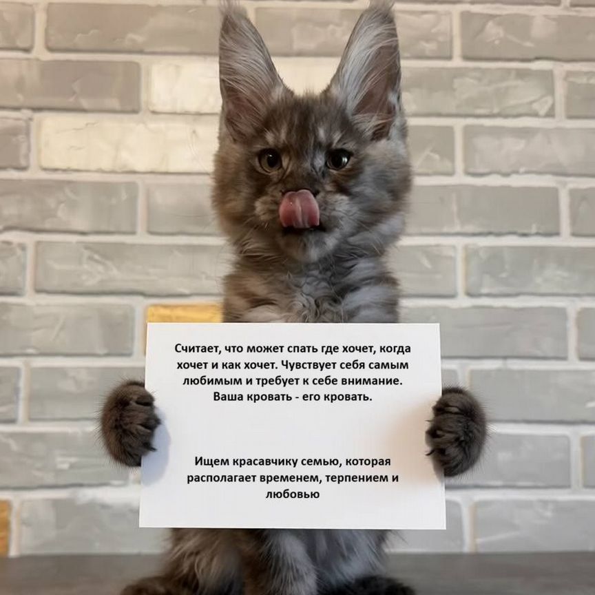 Мейн-кун котёнок