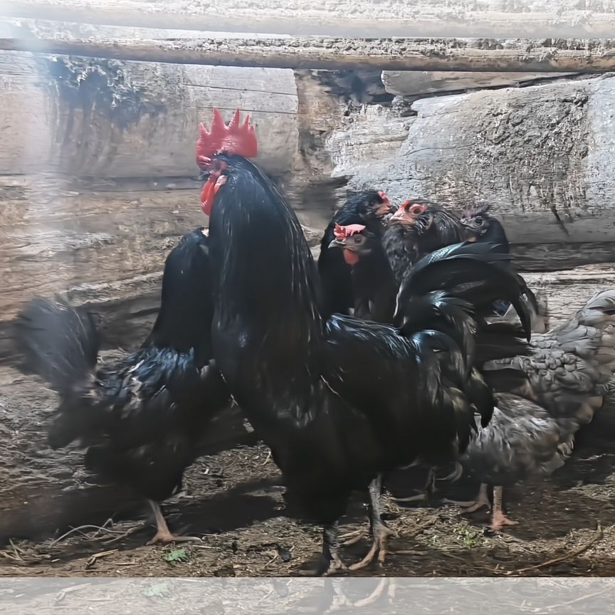 Продам семью кур