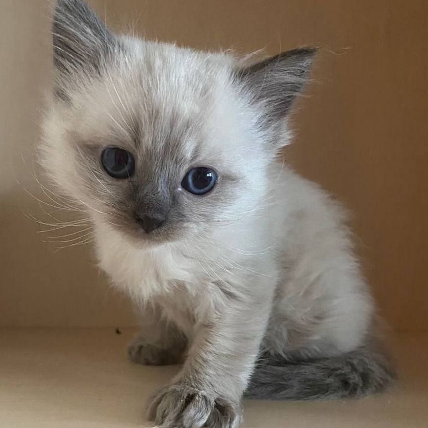 Невский маскарадный котёнок