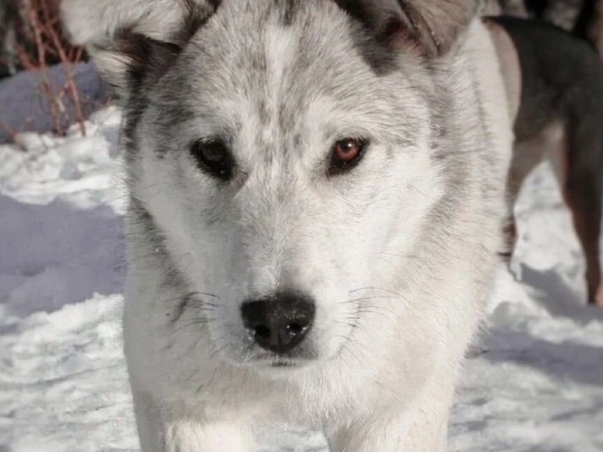Белый мелведь в добрые руки