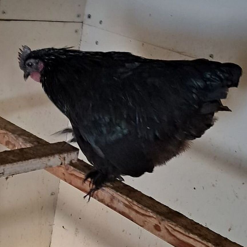 Петух кохинхин черный