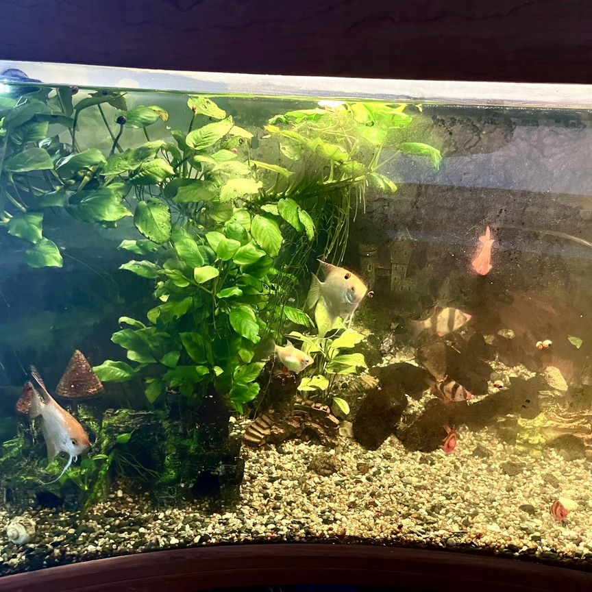 Продажа аквариумных рыбок