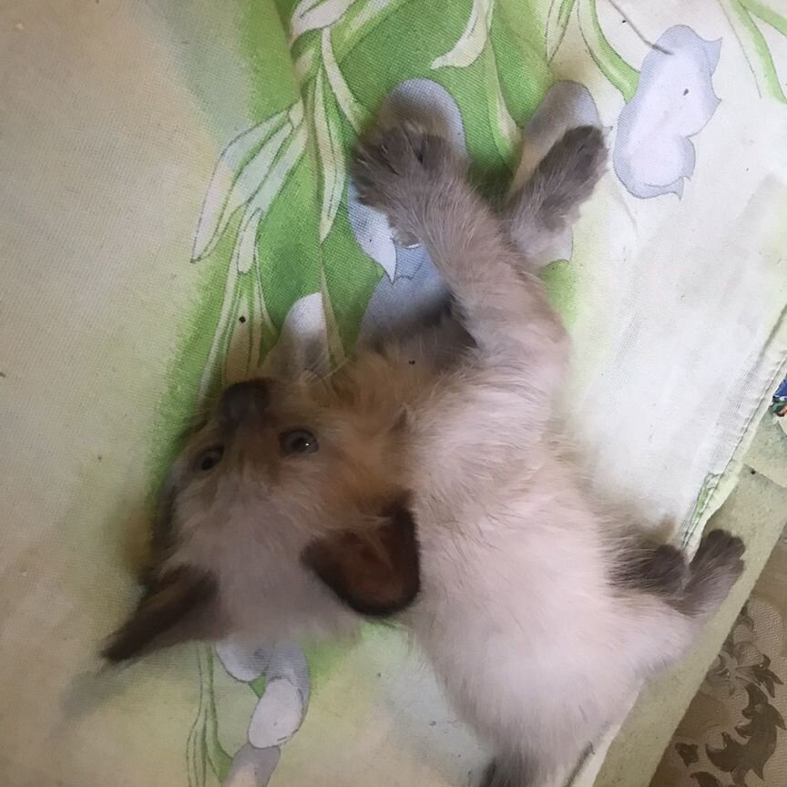 Котята в добрые руки мальчики сиамские 1,5 месяца