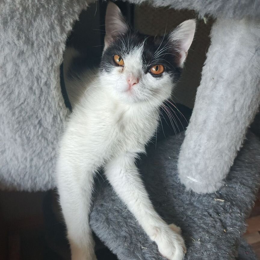 Коты в добрые руки