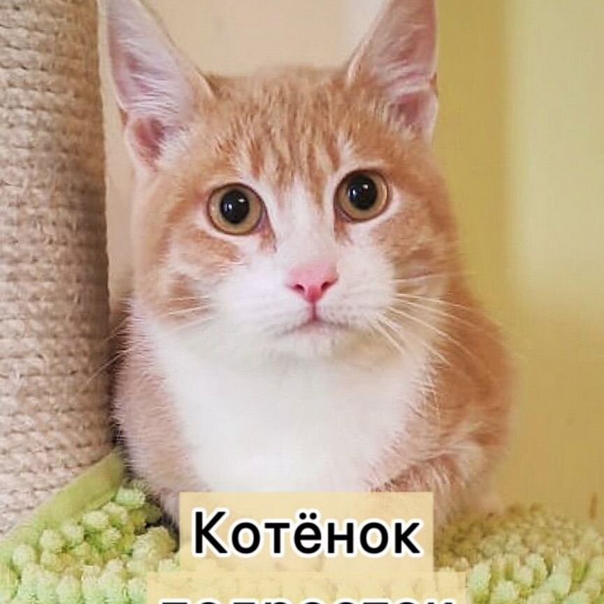 Котёнок в добрые руки