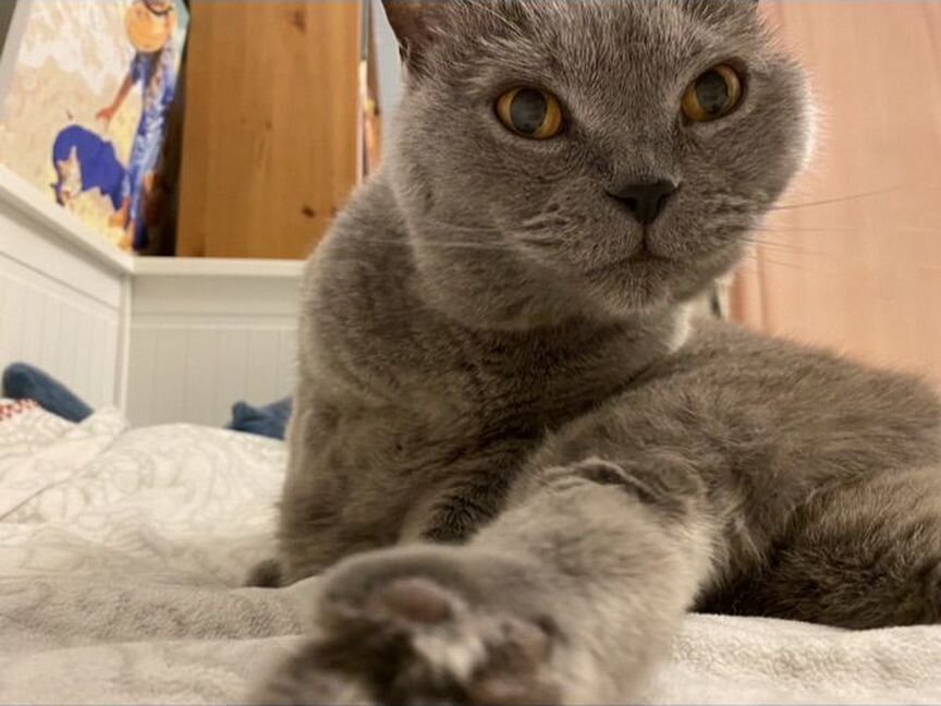 Кот британец