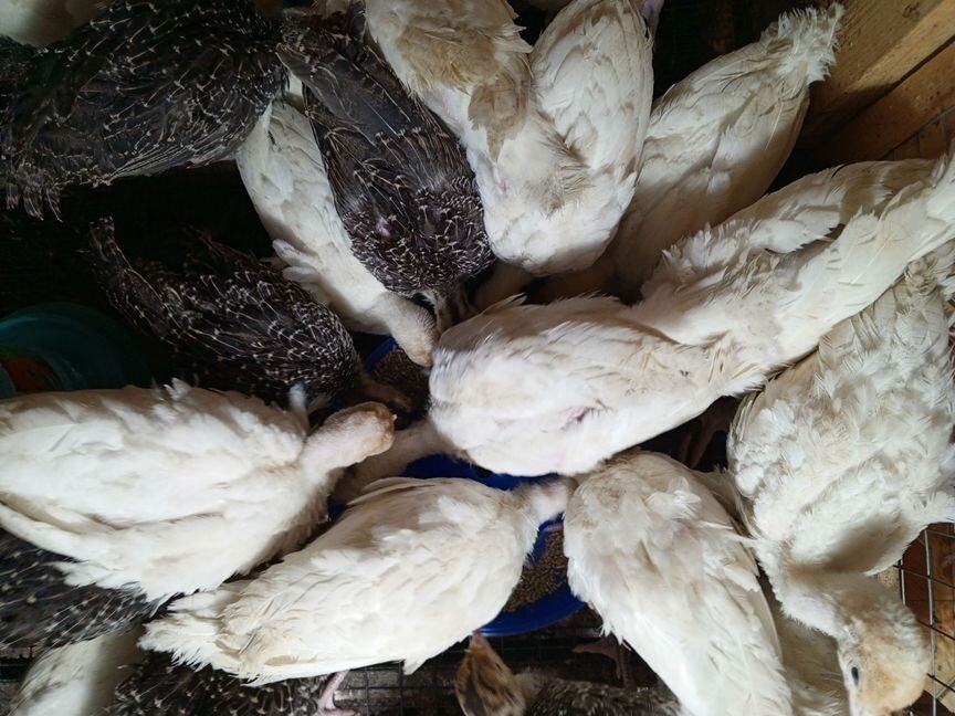 Индюшата месячные