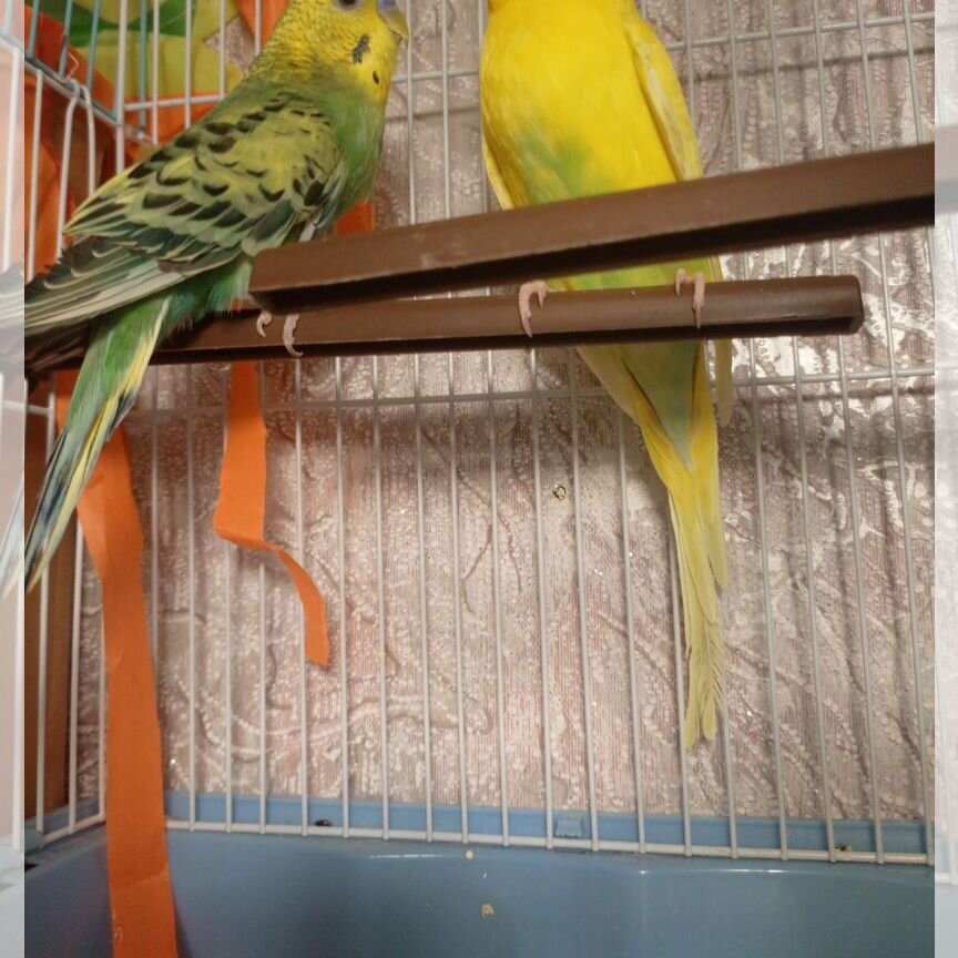 Волнистый попугай с клеткой