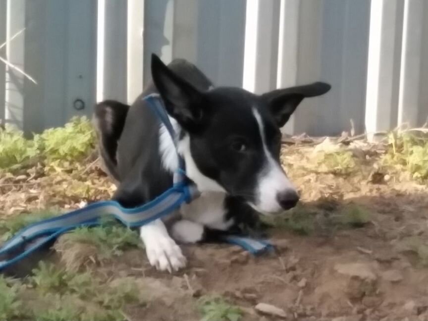 Собаки потеряшки