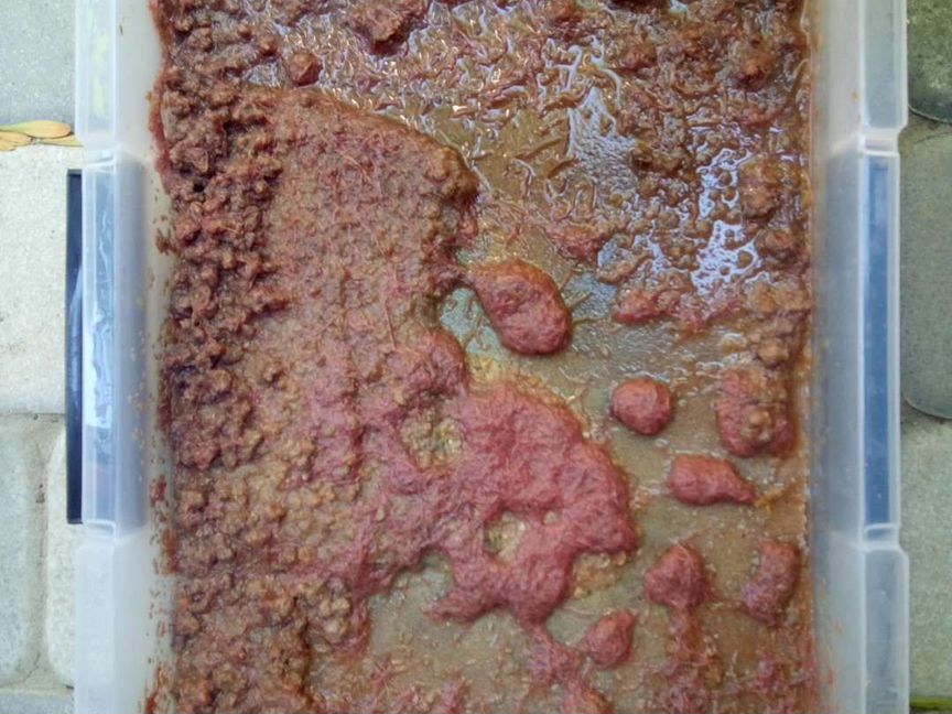 Домашний трубочник Изя для аквариумистов