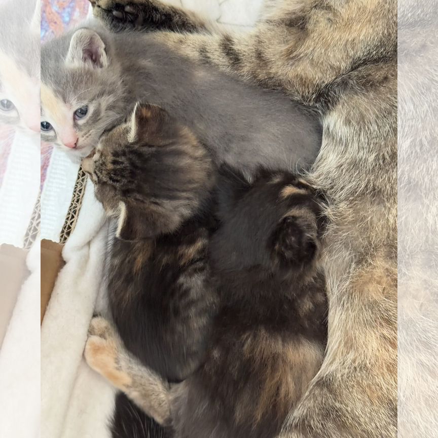 Котята в добрые руки бесплатно