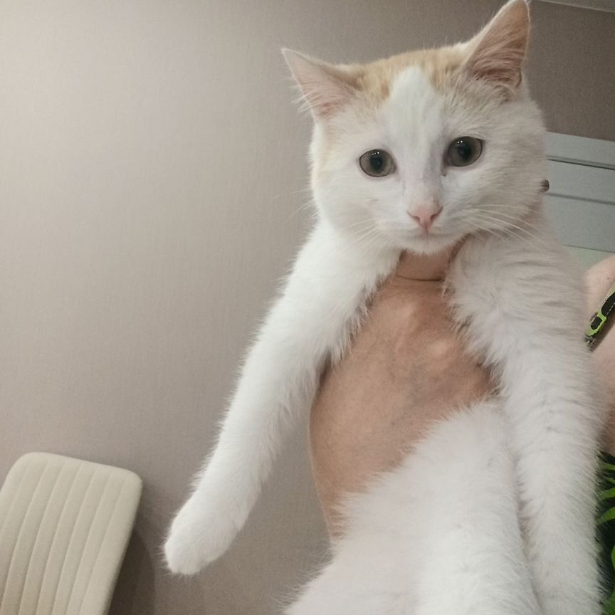 Котику Илюше нужен дом