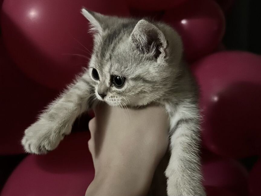 Шотландские котята
