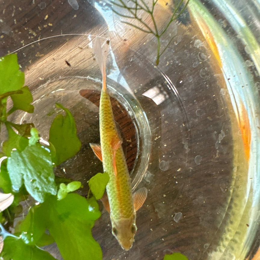 Водорослеед зеленый примерно 9 см