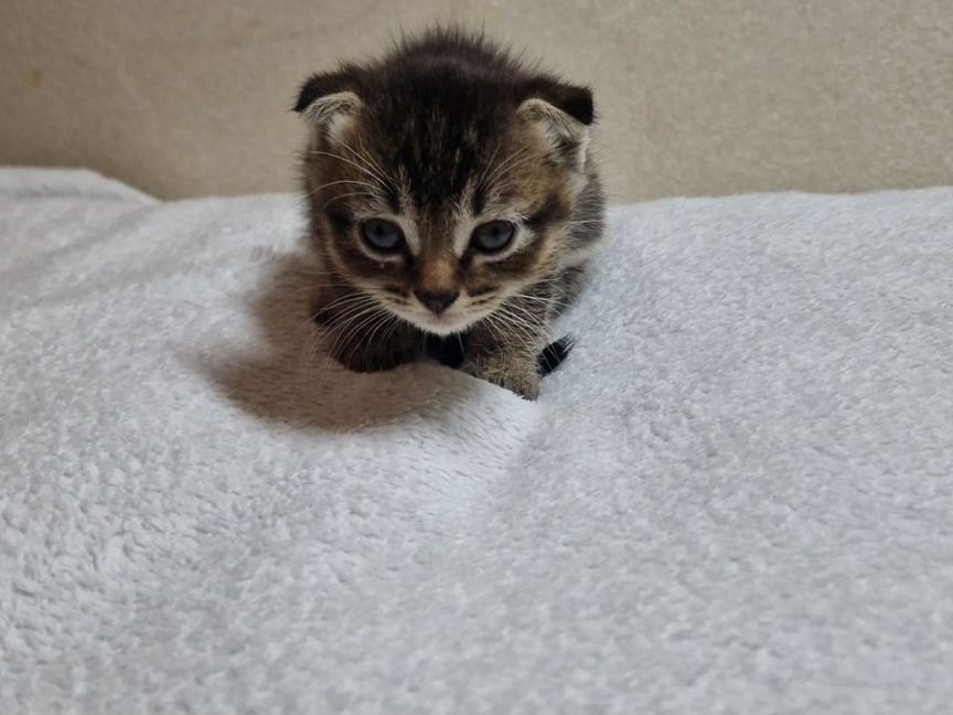 Котята в добрые руки бесплатно