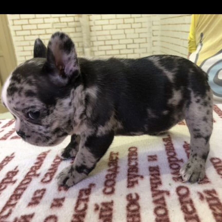 Щенки французского бульдога