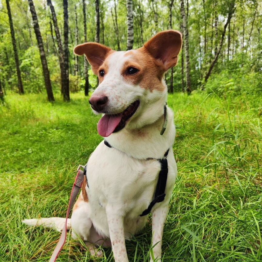 Взрослая собака в добрые руки