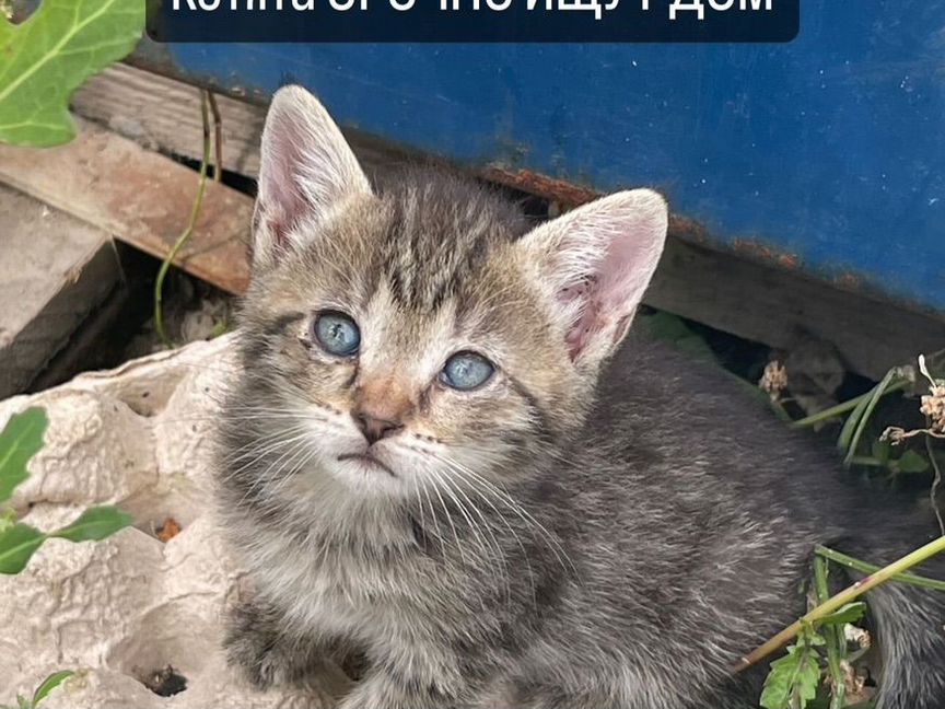 Котята ищут дом