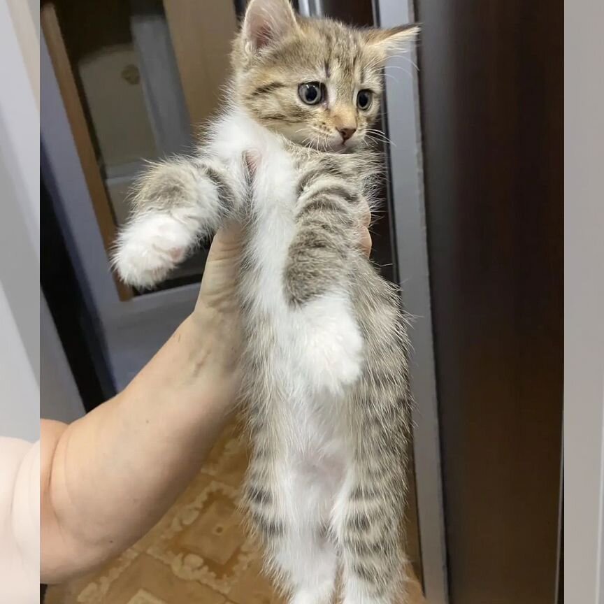 Котёнок в добрые руки