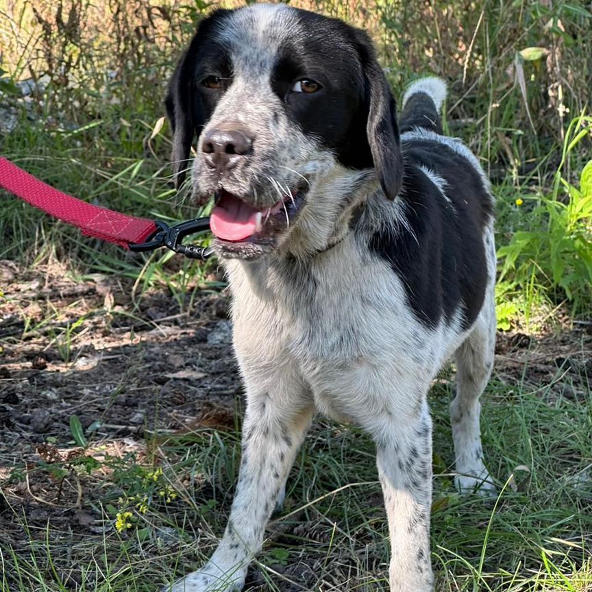 Спаниель в добрые руки