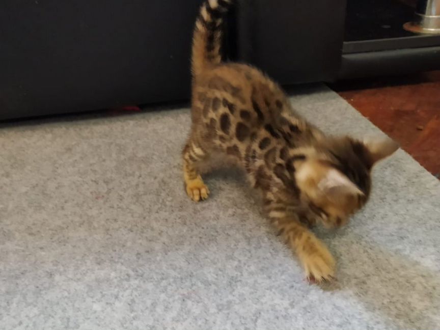 Бенгальская кошка котенок котята