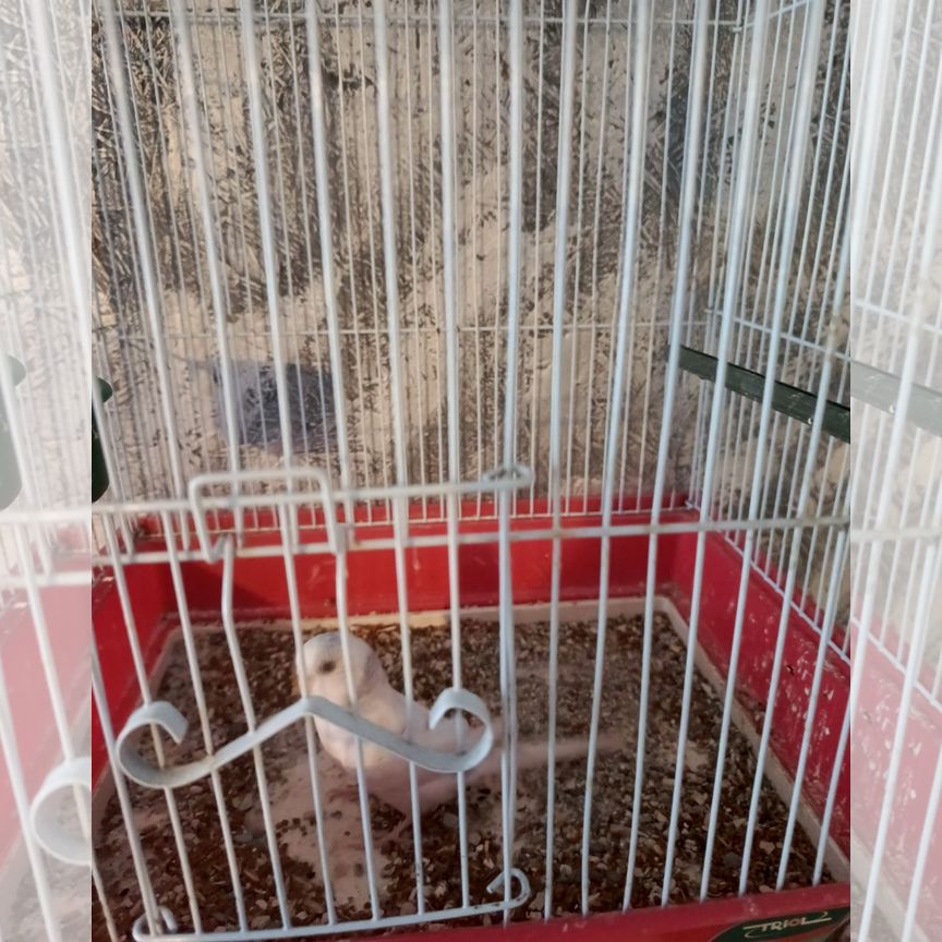 Волнистый попугай