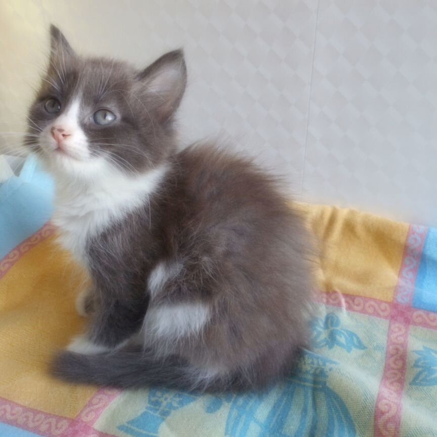 2 котёнка Мальчик и Девочка